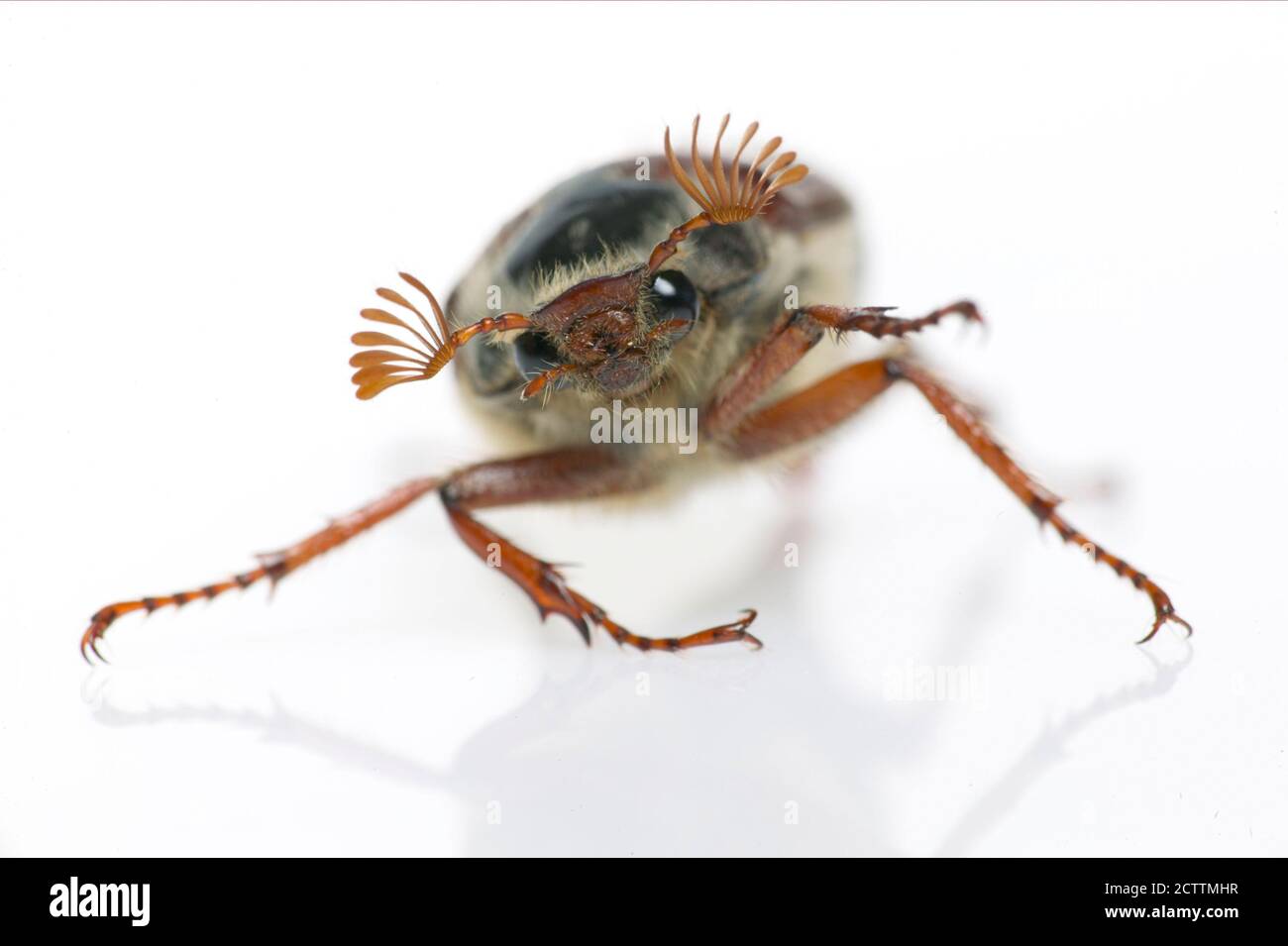 Common Cockchafer, Maybug (Melolontha melolontha). Beetle seen against ...