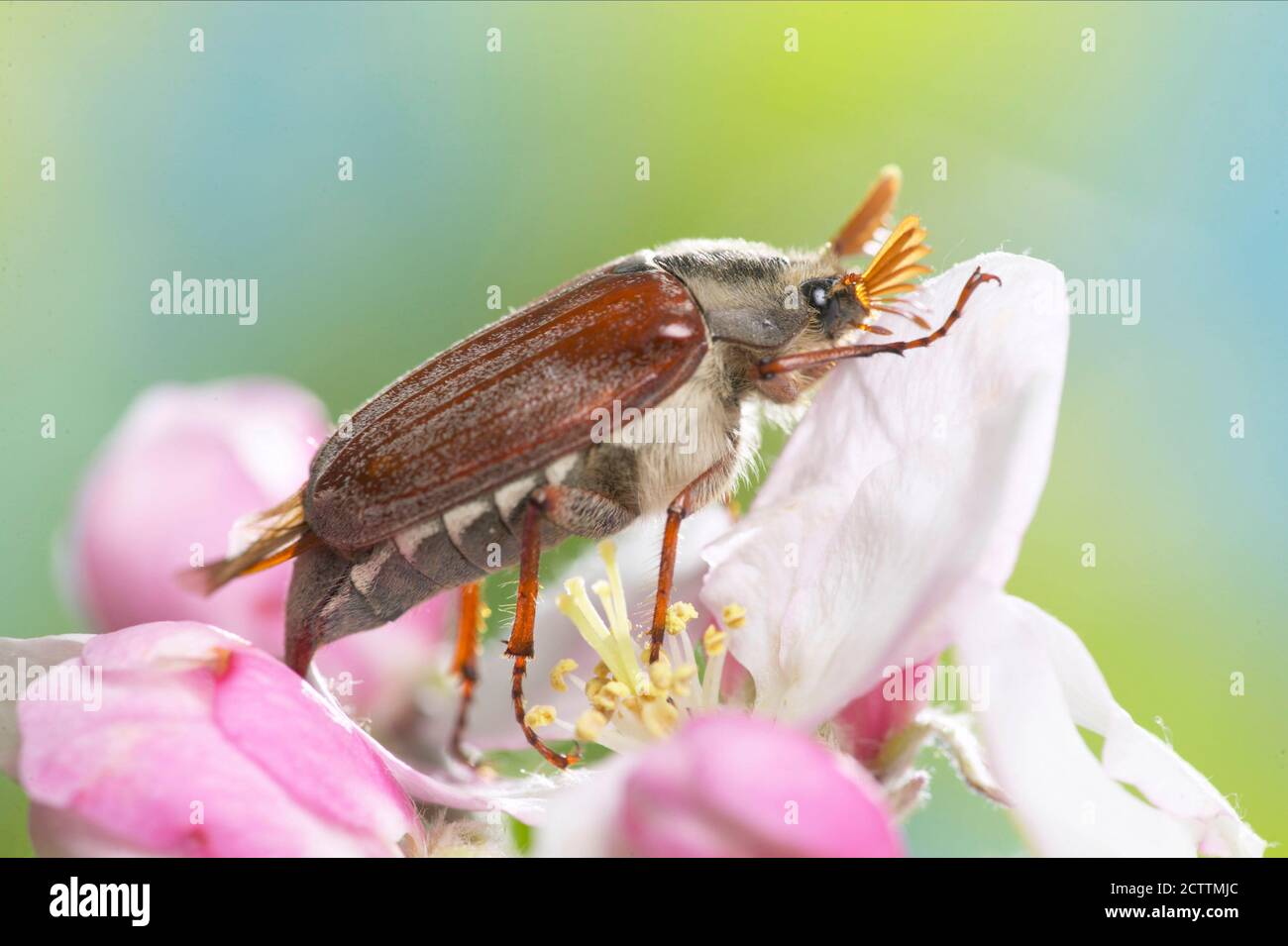 Common Cockchafer, Maybug (Melolontha melolontha) on an apple flower ...