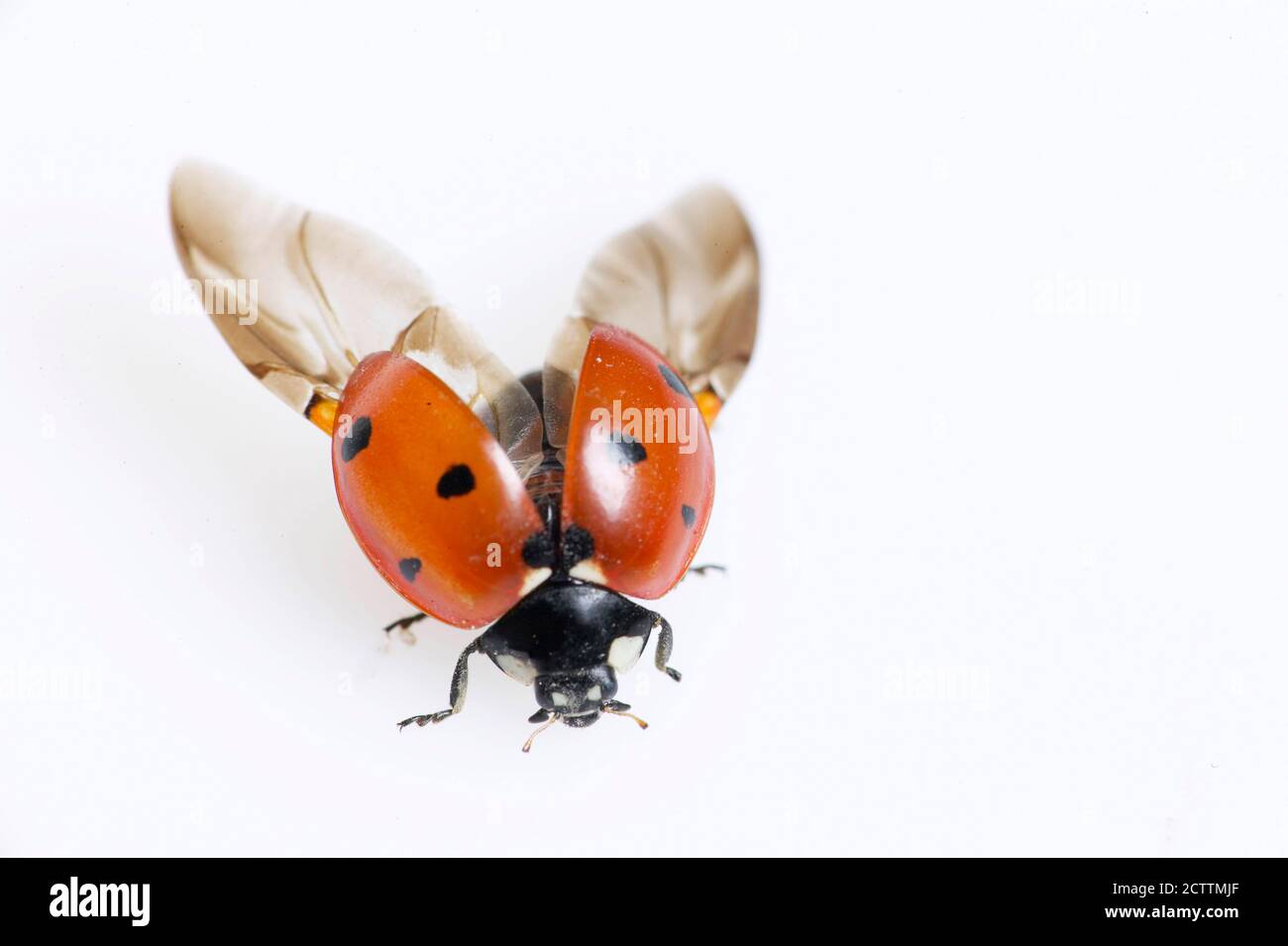 Seven-spot Ladybird, Sevenspot Ladybird, 7-spot Ladybird (Coccinella ...
