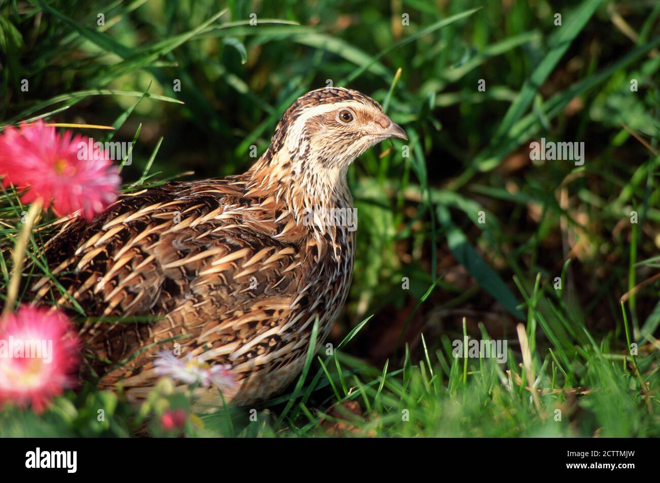 Common Quail (Coturnix coturnix). Adult in grass next to flowering ...