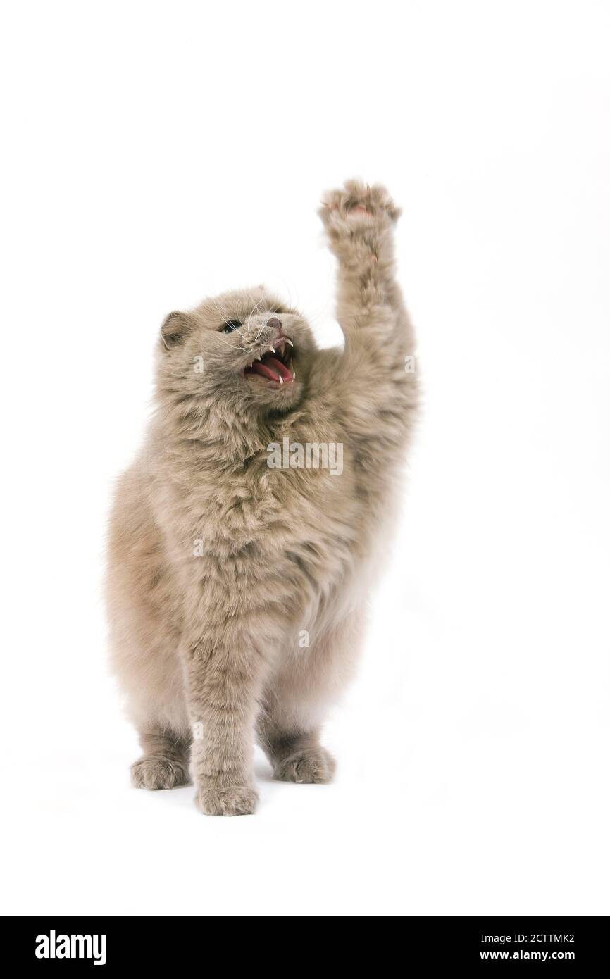 Lilac Self Highland Fold or Lilac Self Scottish Fold Longhair, Female ...