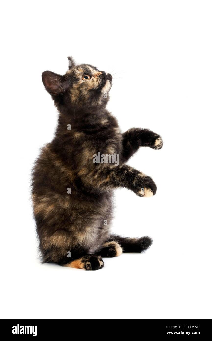 Black Tortoise-shell British Shorthair Domestic Cat, Kitten against ...