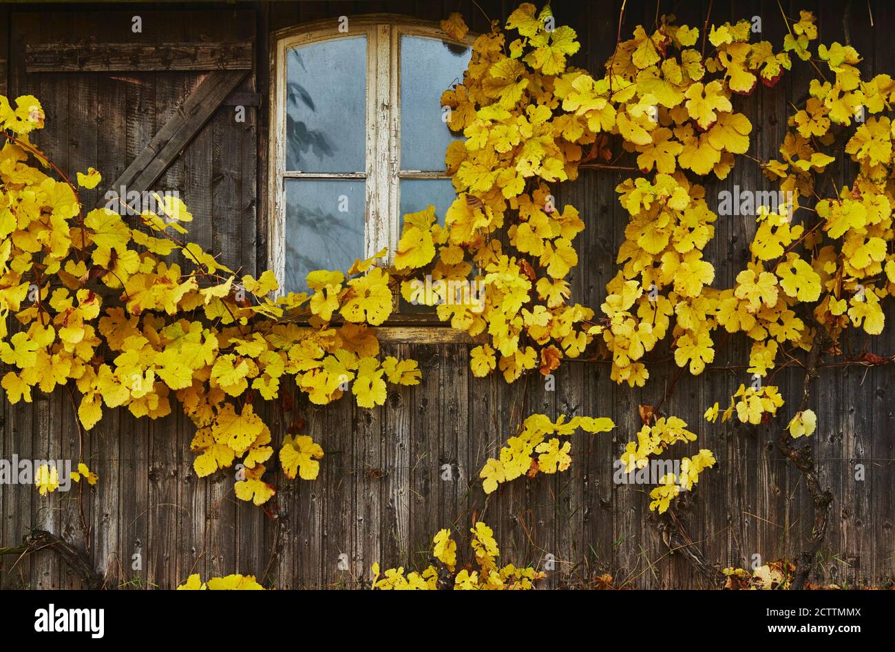 Vine leaves surround a window of a small cottage on the vineyard in ...