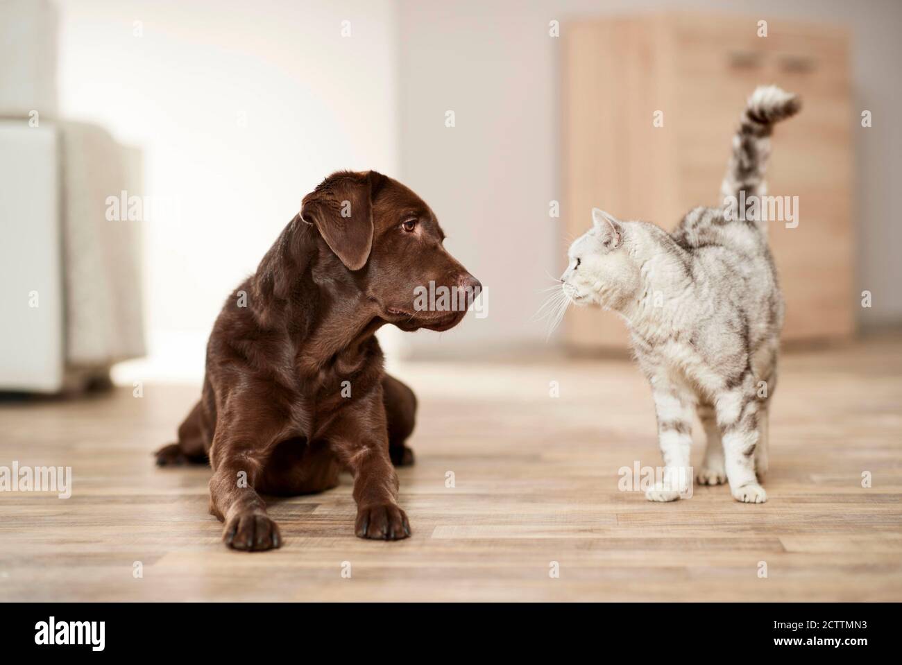 Labrador Retriever and British Shorthair Cat. Brown dog loocking at ...