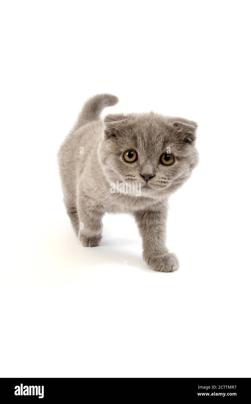 Blue Scottish Fold Domestic Cat, 2 Months Old Kitten against White ...