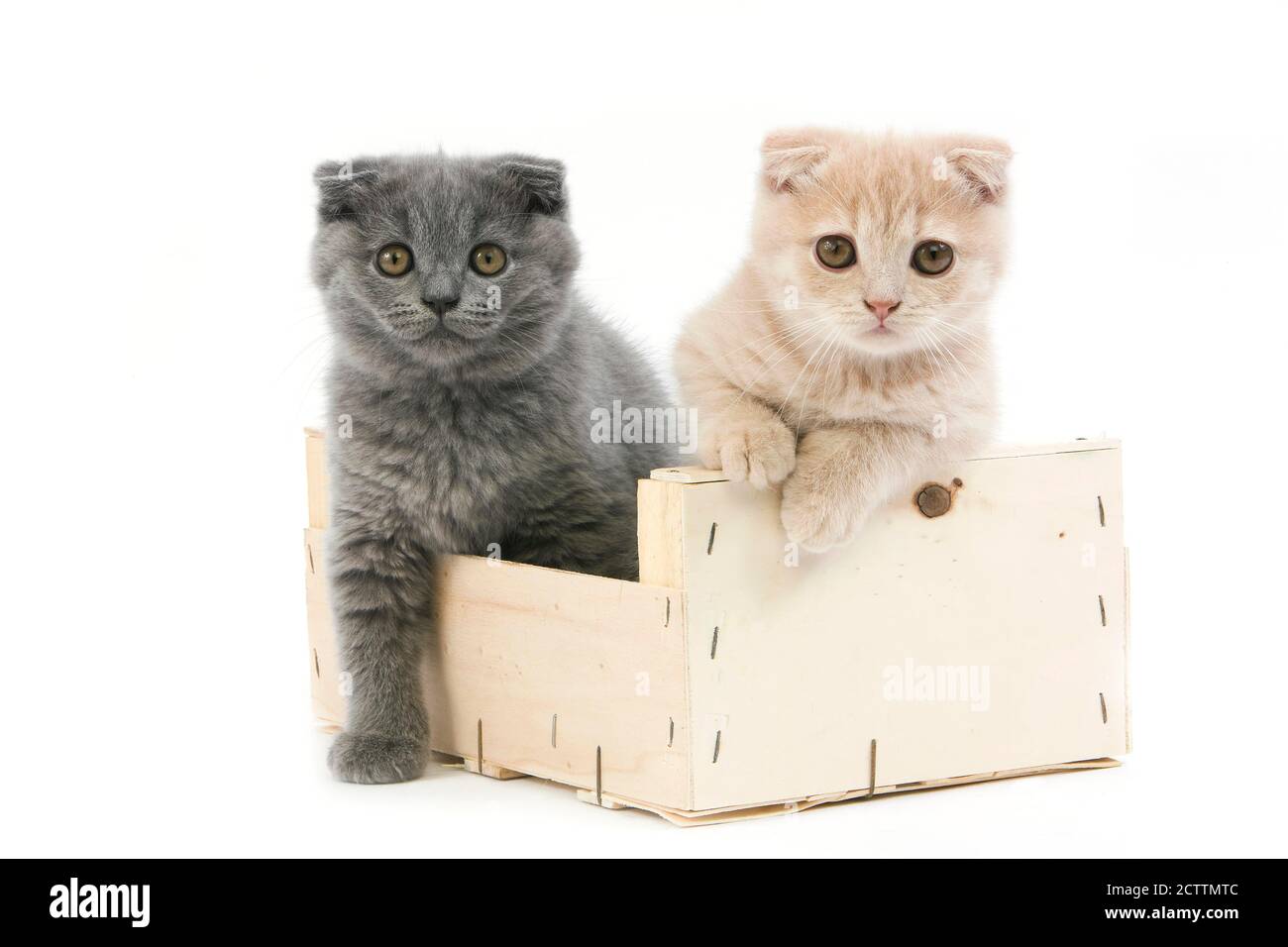 Blue Scottish Fold and Cream Scottish Fold Domestic Cat, 2 Months Old ...