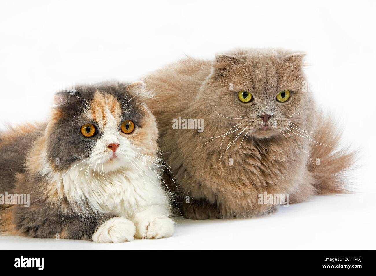 Blue Cream and White highland Fold and Lilac Self Highland Fold ...