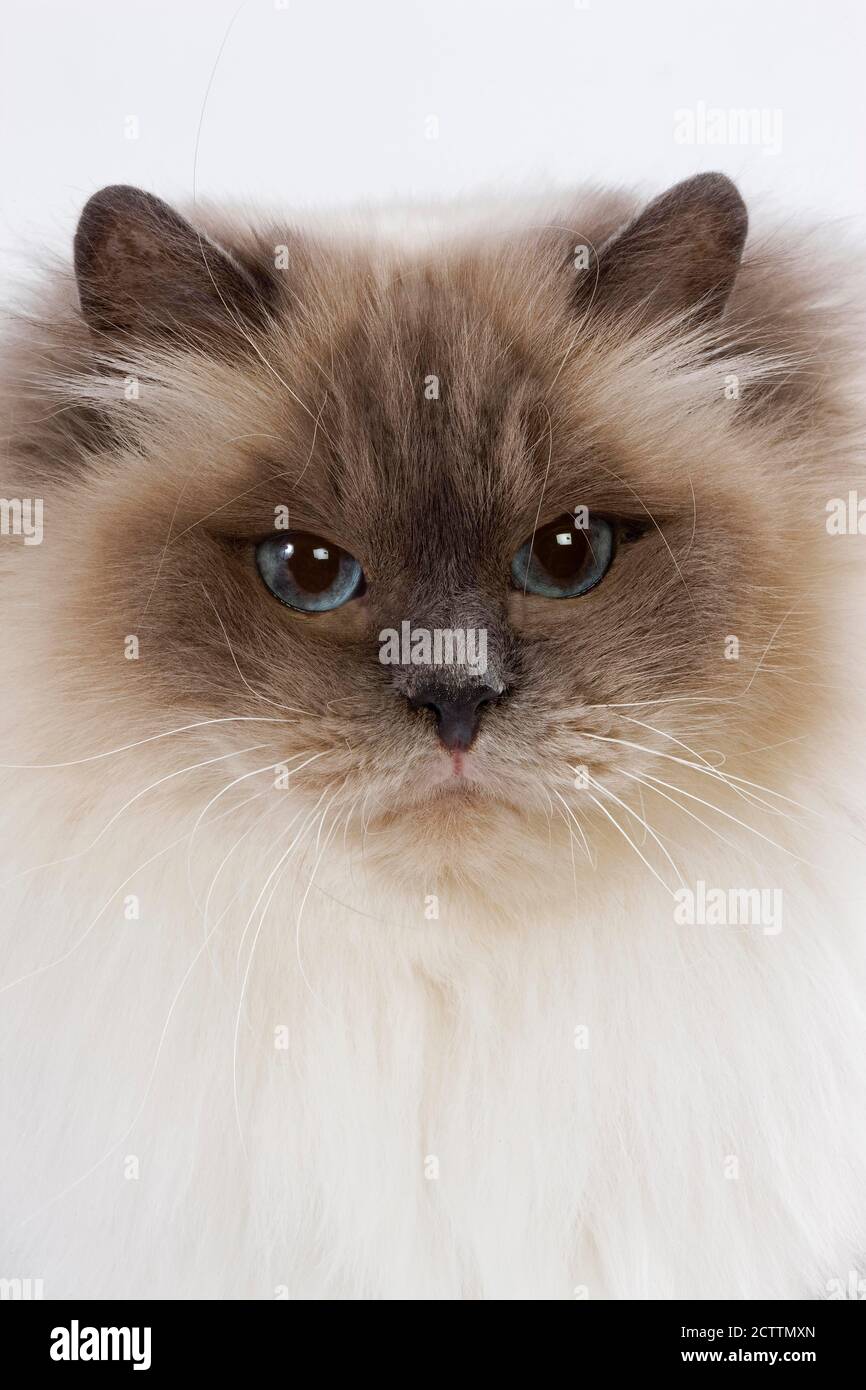 Blue birmanese cat hi-res stock photography and images - Alamy