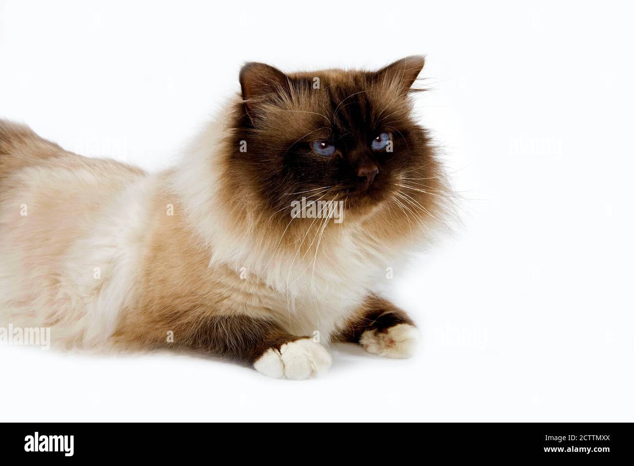 Chocolate Birmanese Domestic Cat, Adult laying against White Background ...