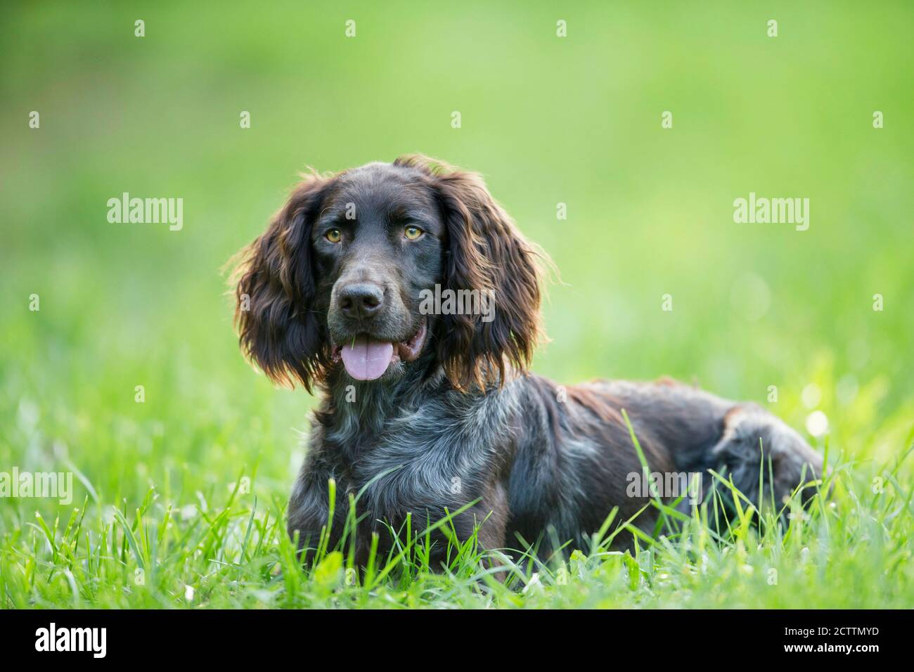 German Spaniel. Adult dog lying on a meadow Stock Photo - Alamy