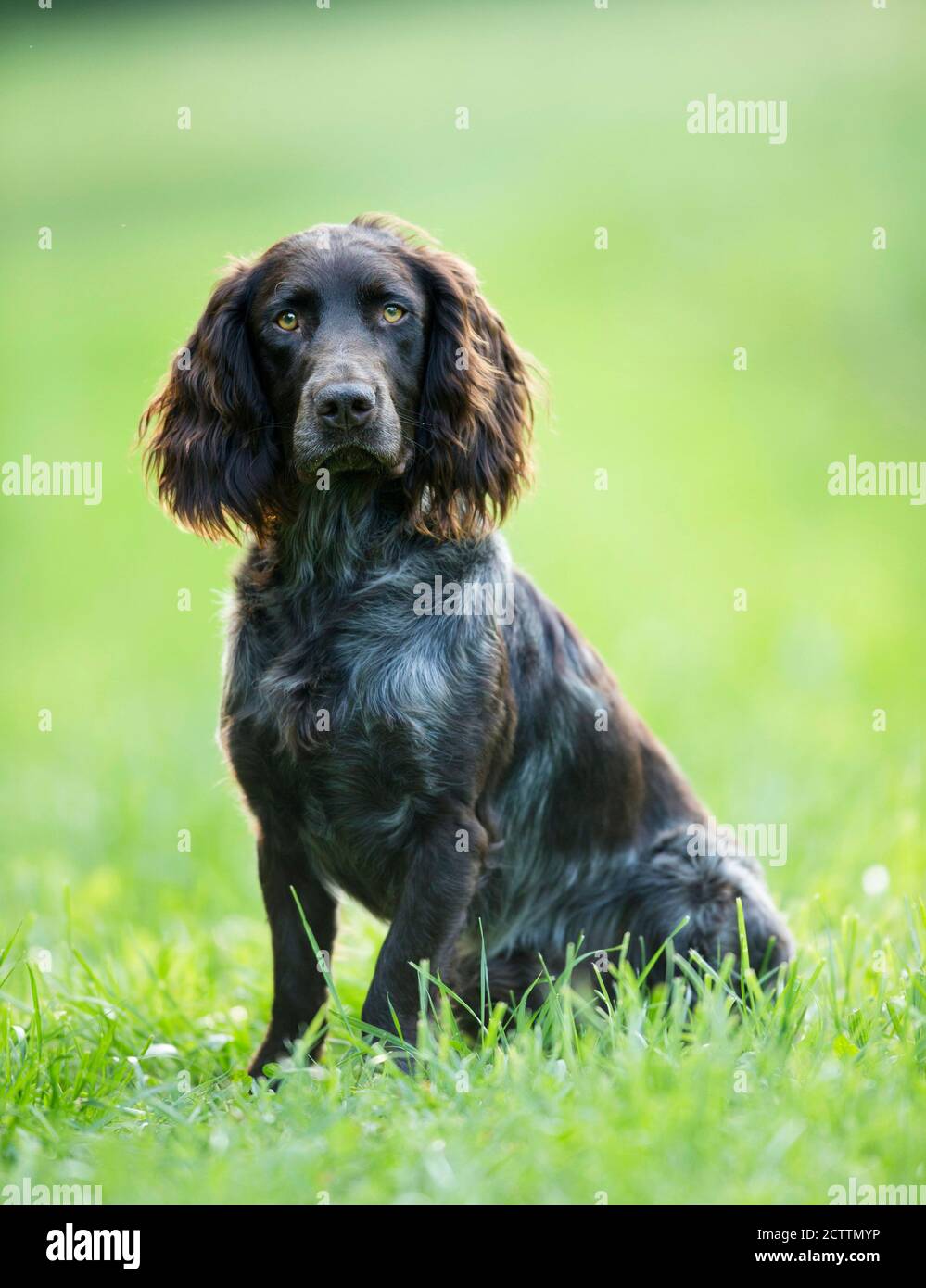 German spaniel hi-res stock photography and images - Alamy
