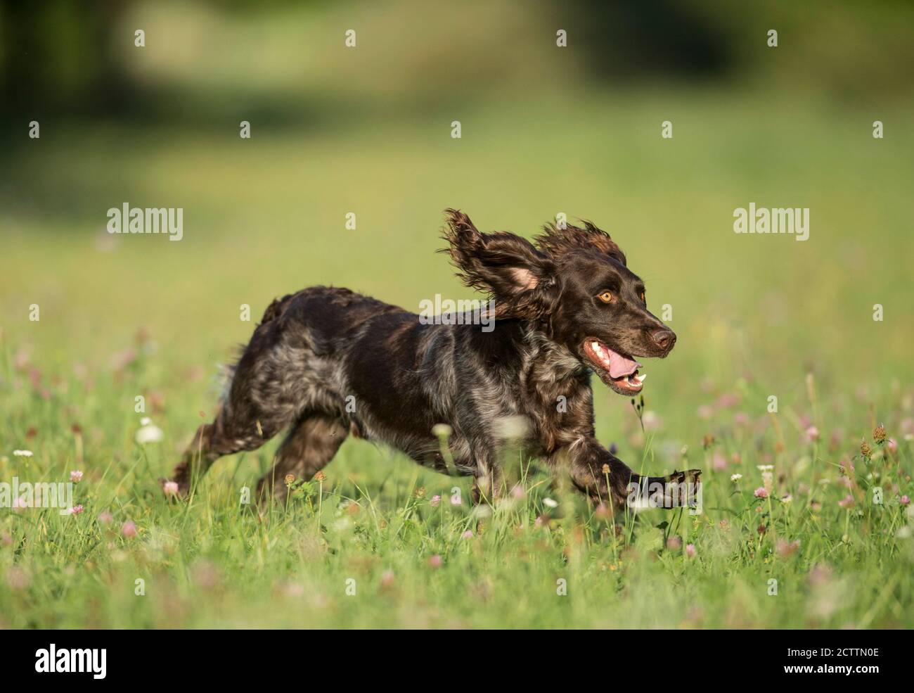 German Spaniel. Adult dog running on a meadow Stock Photo - Alamy