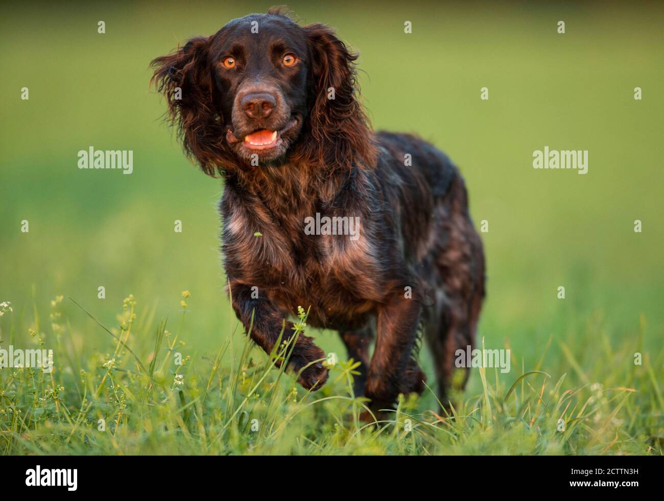 Is A German Spaniel A Good Family Dog