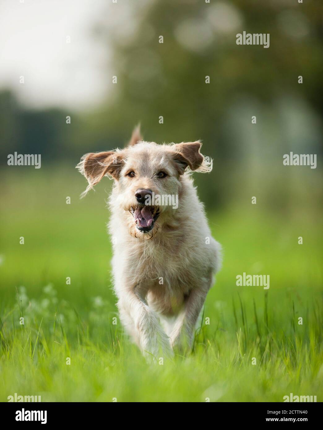 Labradoodle. Adult running on a meadow, seen head-on Stock Photo - Alamy