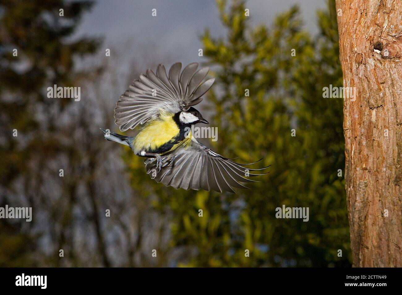 Great Tit, parus major, Male in Flight, Normandy Stock Photo - Alamy