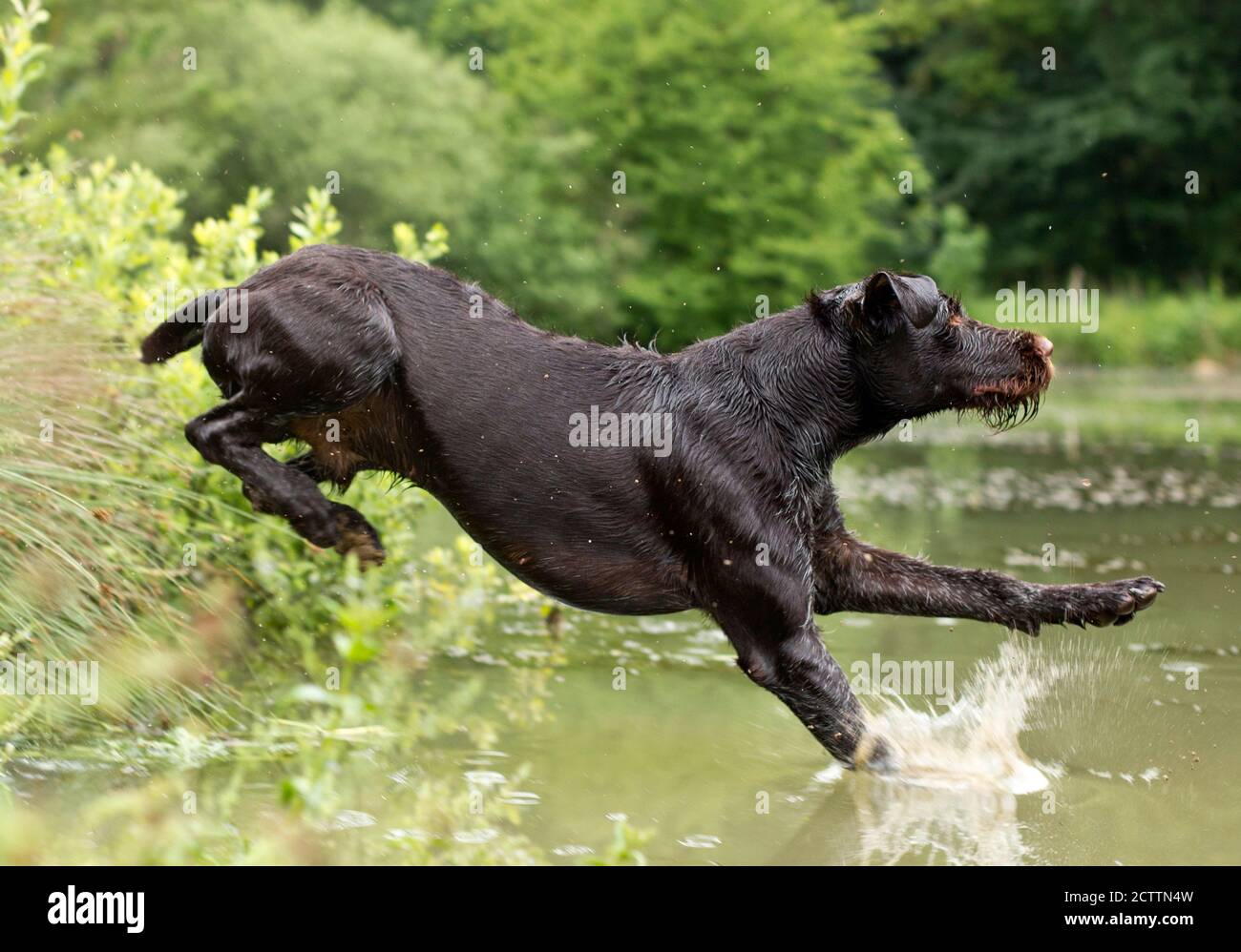 German Wirehaired Pointer. Adult dog jumping into a lake Stock Photo ...