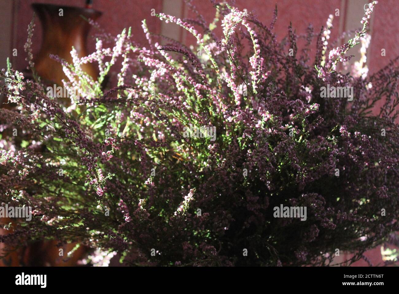 bouquet of the wild heather in bloom stay in rays of the autumn sun ...