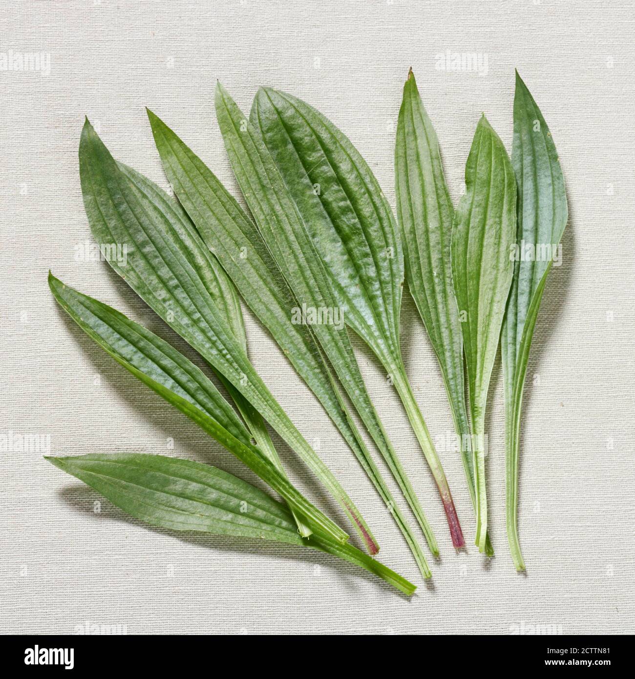 English Plantain, Ribwort (Plantago lanceolata). Fresh leaves. Studio ...