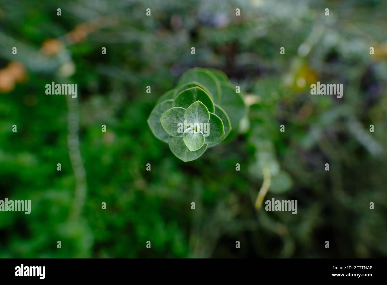 Leaves of Araucaria araucana aks monkey puzzle tree, monkey tail tree ...