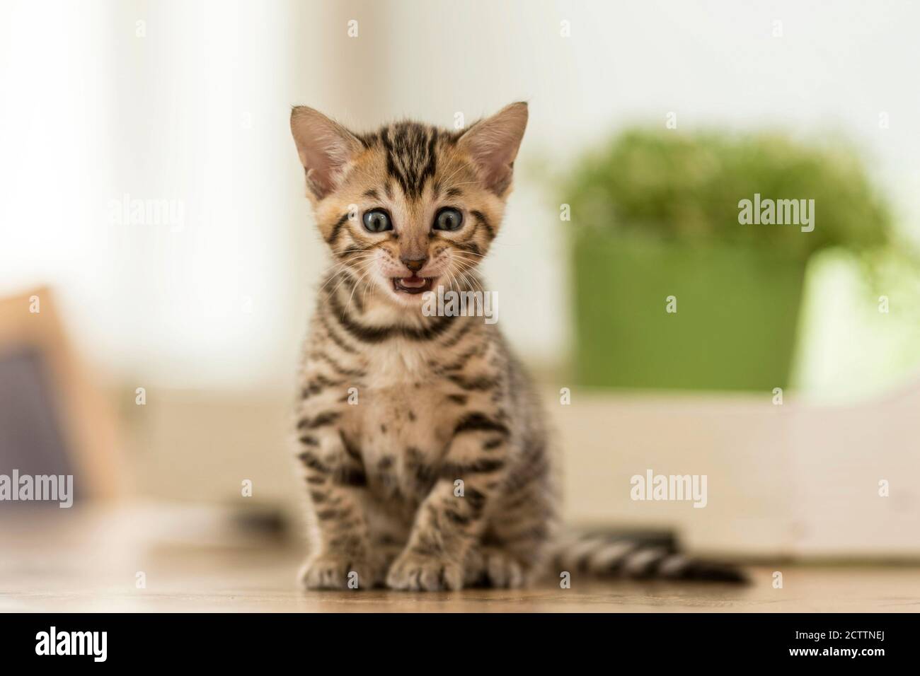 Young tabby bengal kitten hi-res stock photography and images - Alamy