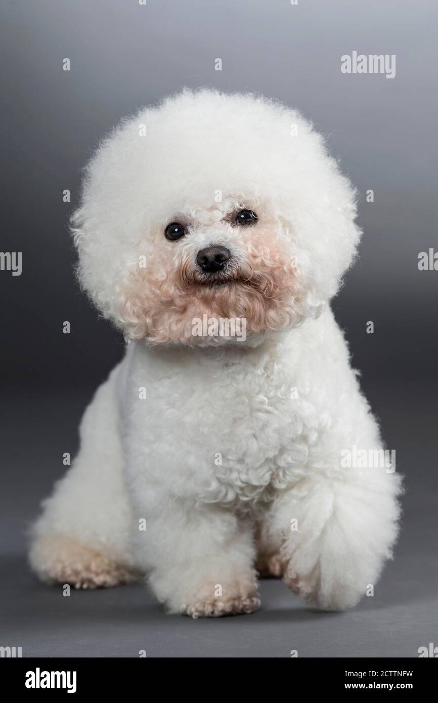 Bichon Frise. Adult dog sitting. Studio picture against a grey ...