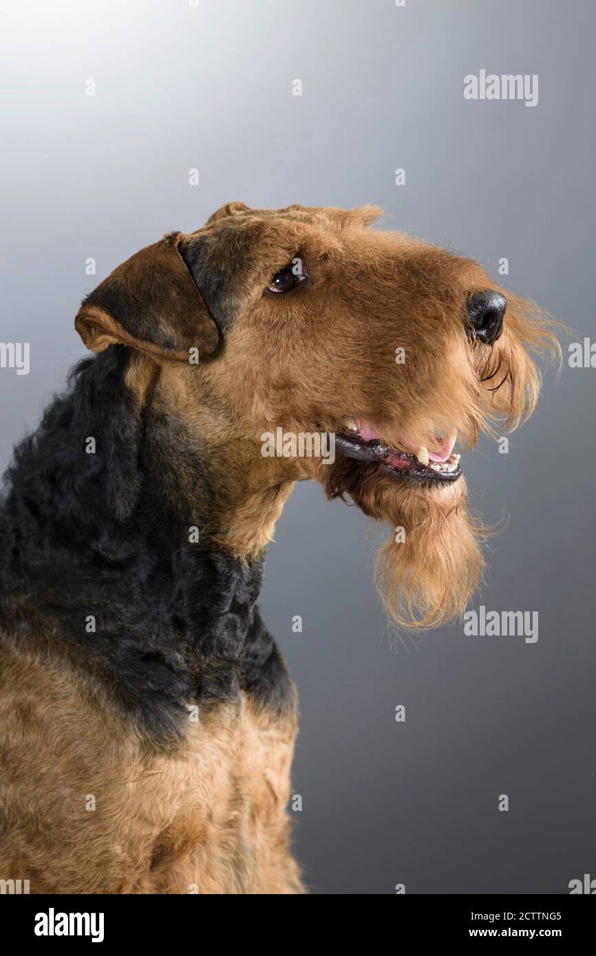 Airedale Terrier Portrait of adult dog. Studio picture against a grey ...