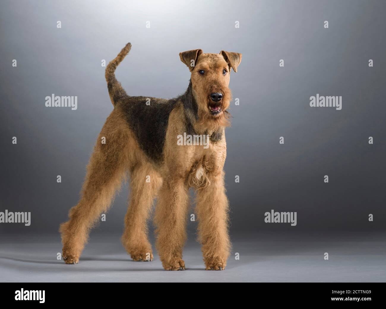 What Is Airedale Haircut