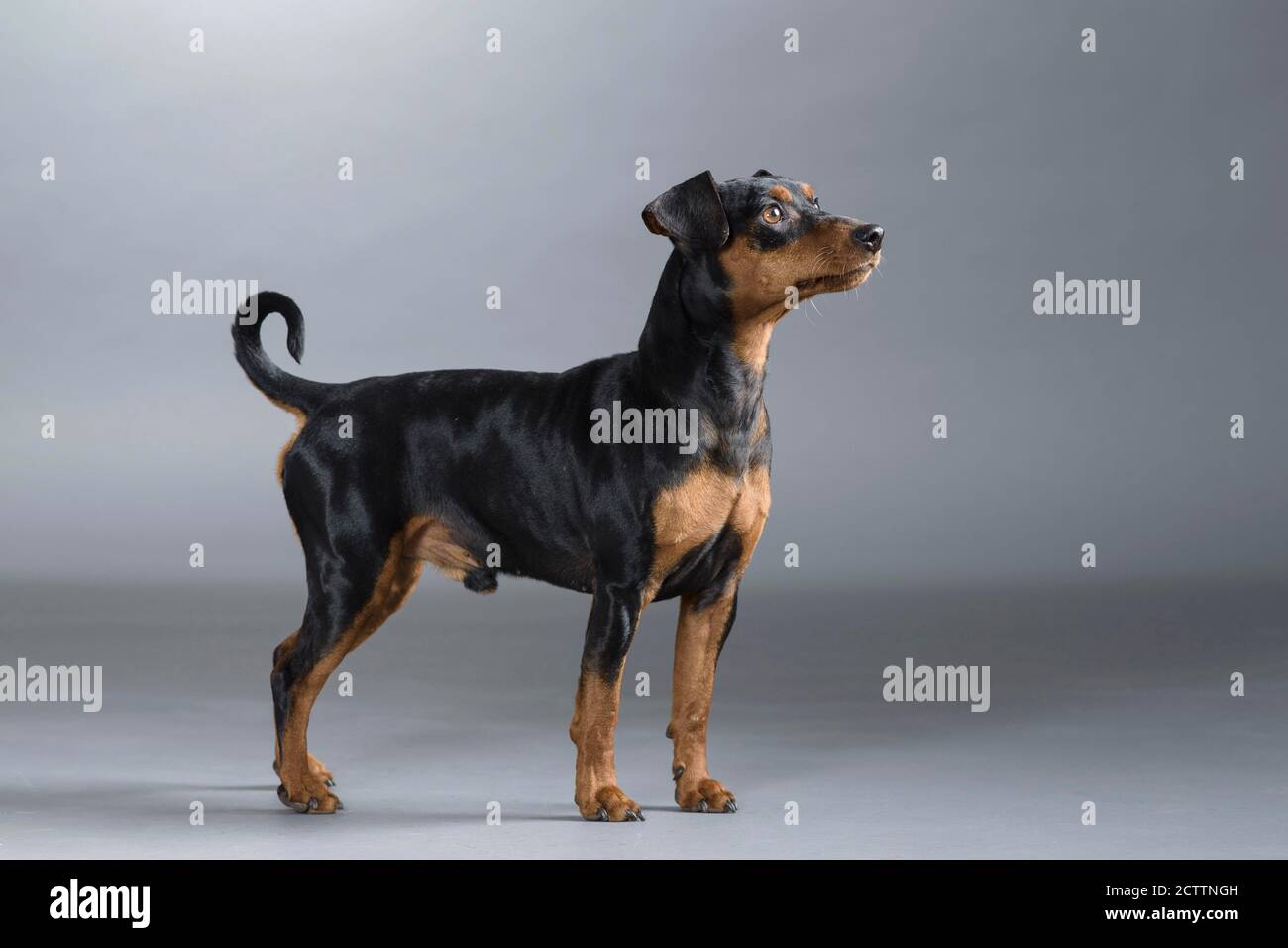 Miniature Pinscher. Adult dog standing. Studio picture against a grey ...