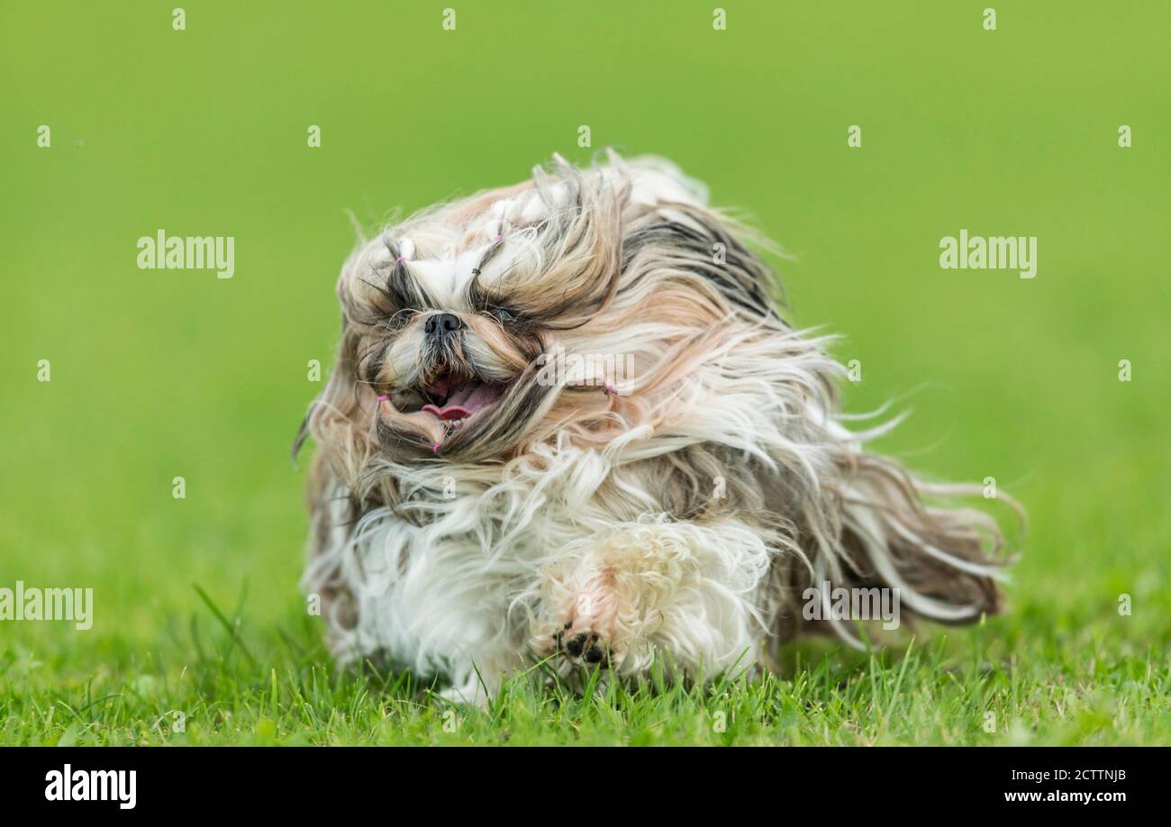 Shih Tzu. Adult dog running on a meadow Stock Photo - Alamy