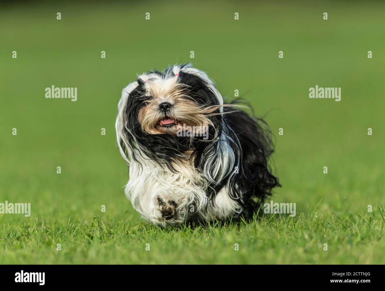 Shih Tzu. Adult dog running on a meadow Stock Photo - Alamy