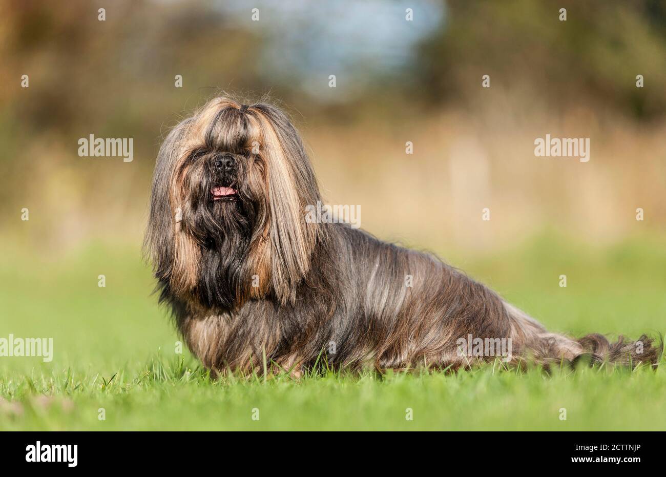 Shih Tzu. Adult dog sitting on a meadow Stock Photo - Alamy