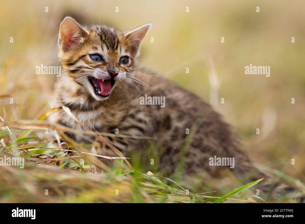 Kitten meow grass hi-res stock photography and images - Alamy