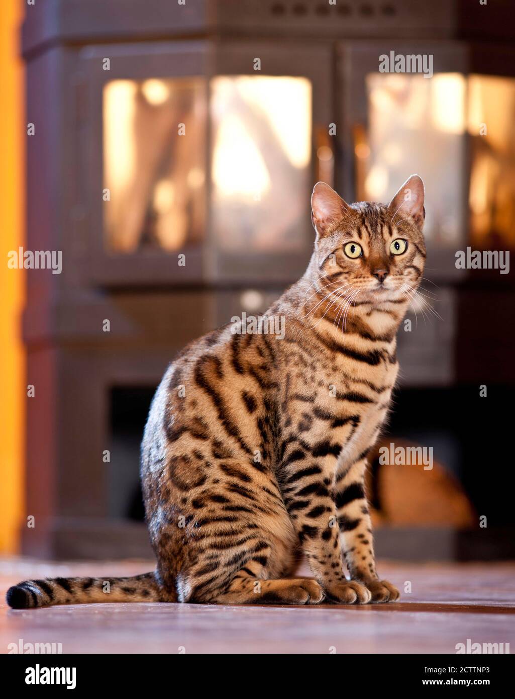 Bengal cat. Adult cat sitting in an apartment in front of an stove ...
