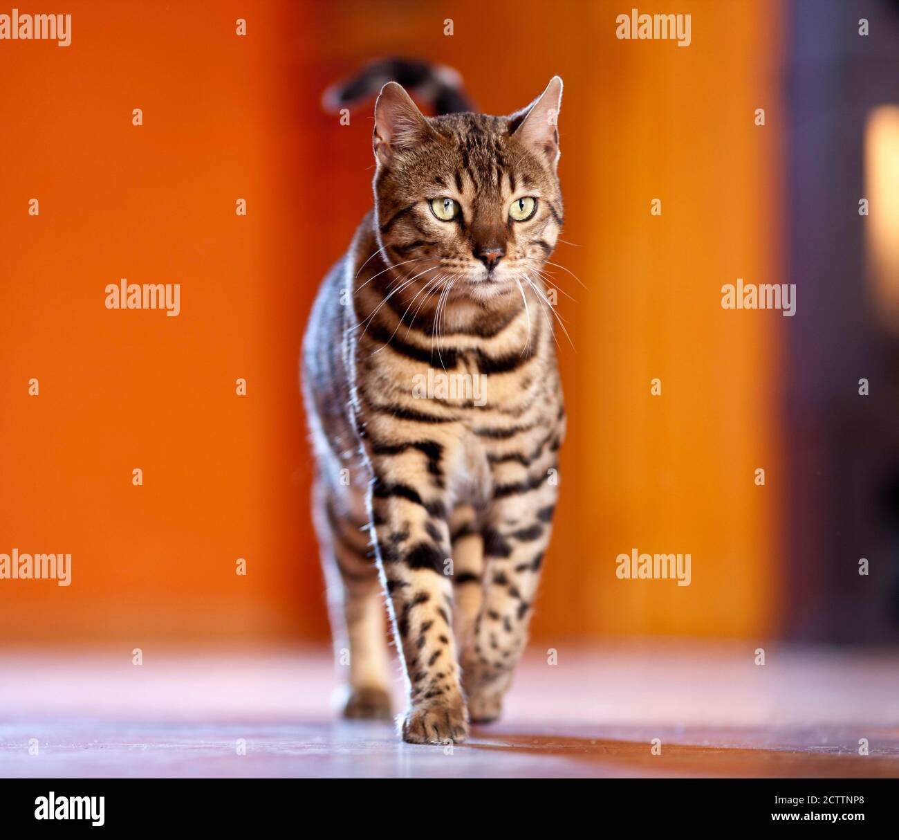 Bengal cat. Adult cat walking in an apartment Stock Photo - Alamy