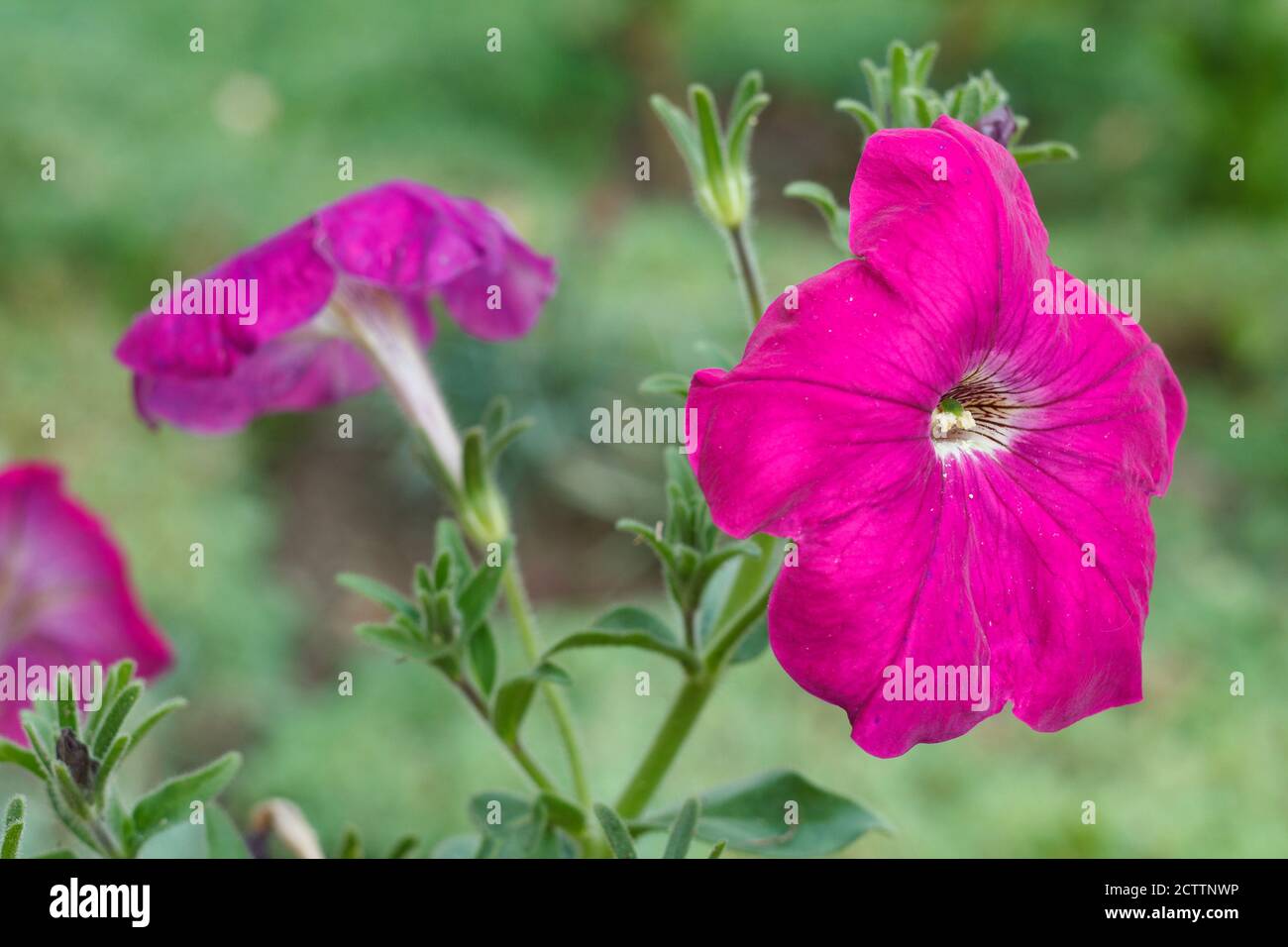 Close-up petunia flower in the summer garden. Blooming pink petunia in ...