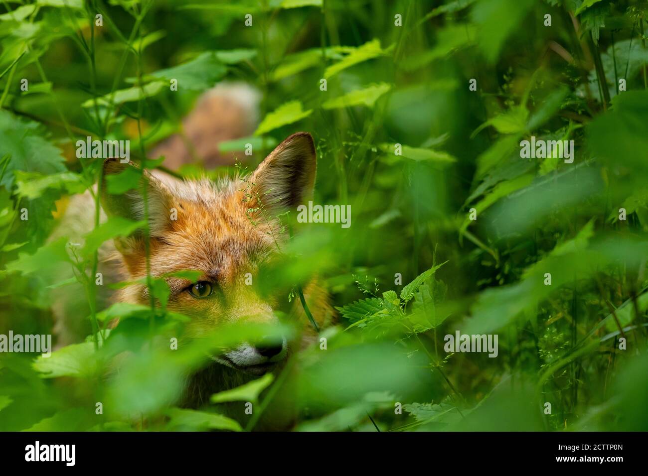 Red Fox (Vulpes vulpes). Adult in dense vegetation Stock Photo - Alamy
