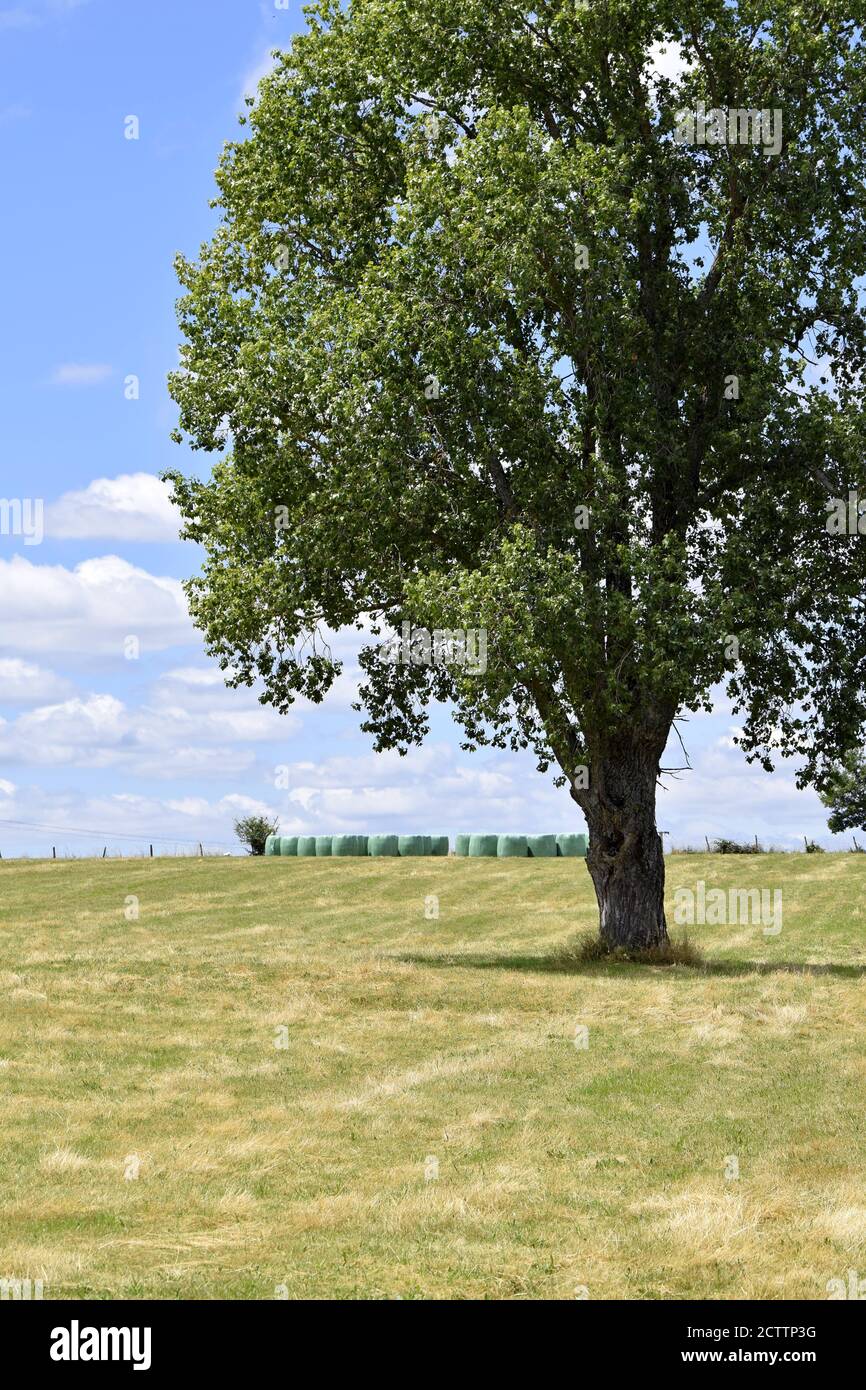 Fourrage agricole hi-res stock photography and images - Alamy