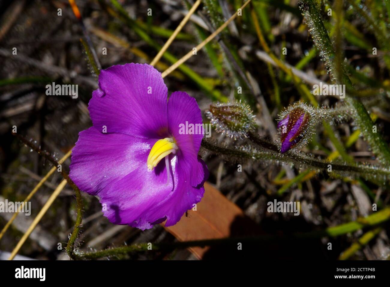 Purple flower of Byblis gigantea, the giant rainbow plant, endemic to ...