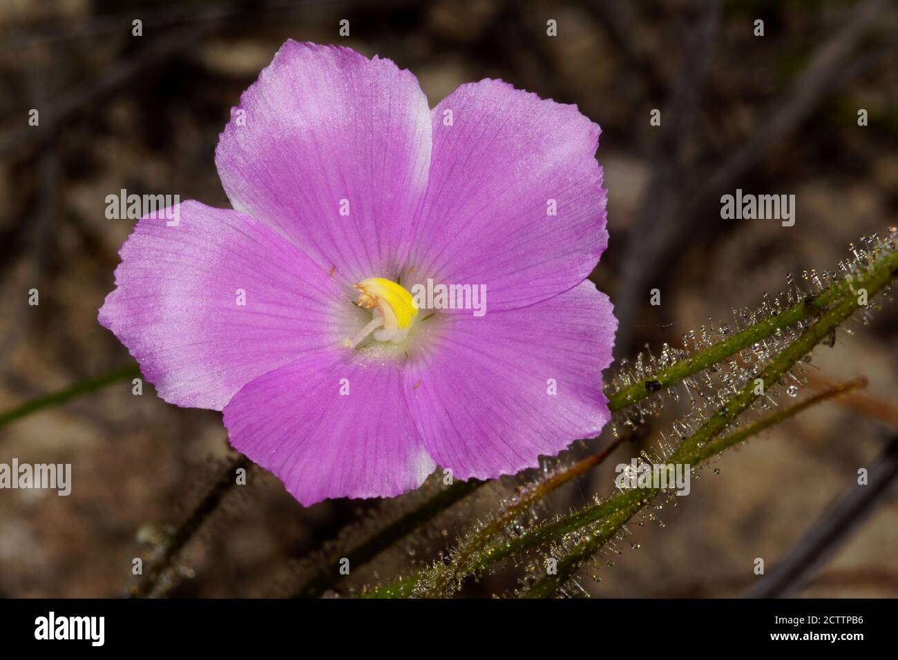 Pink flower of Byblis gigantea, the giant rainbow plant, endemic to ...