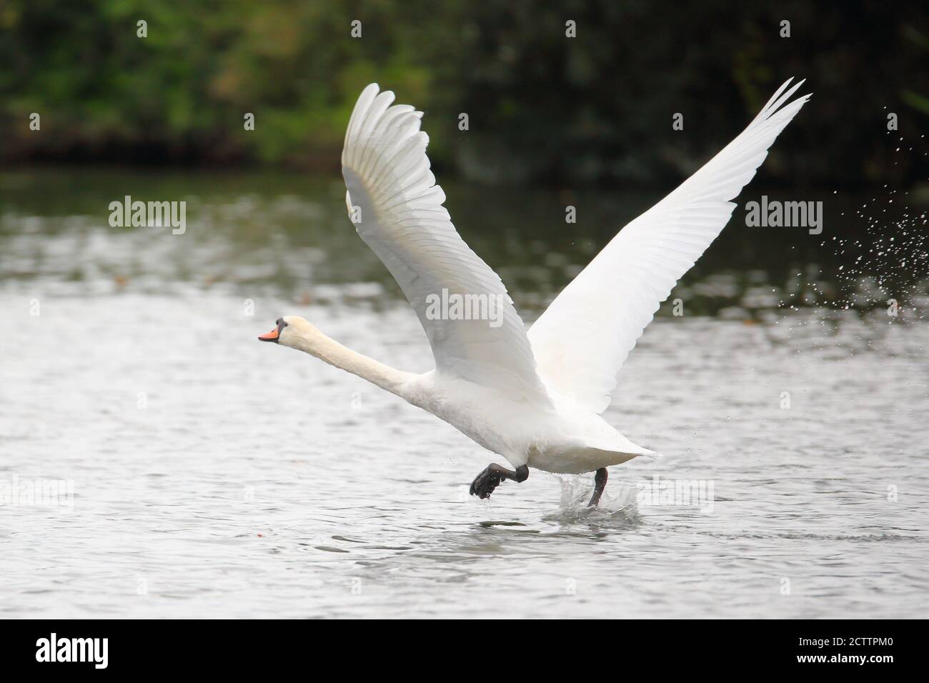 A swan taking off from the river Thames in Oxfordshire, UK Stock Photo ...