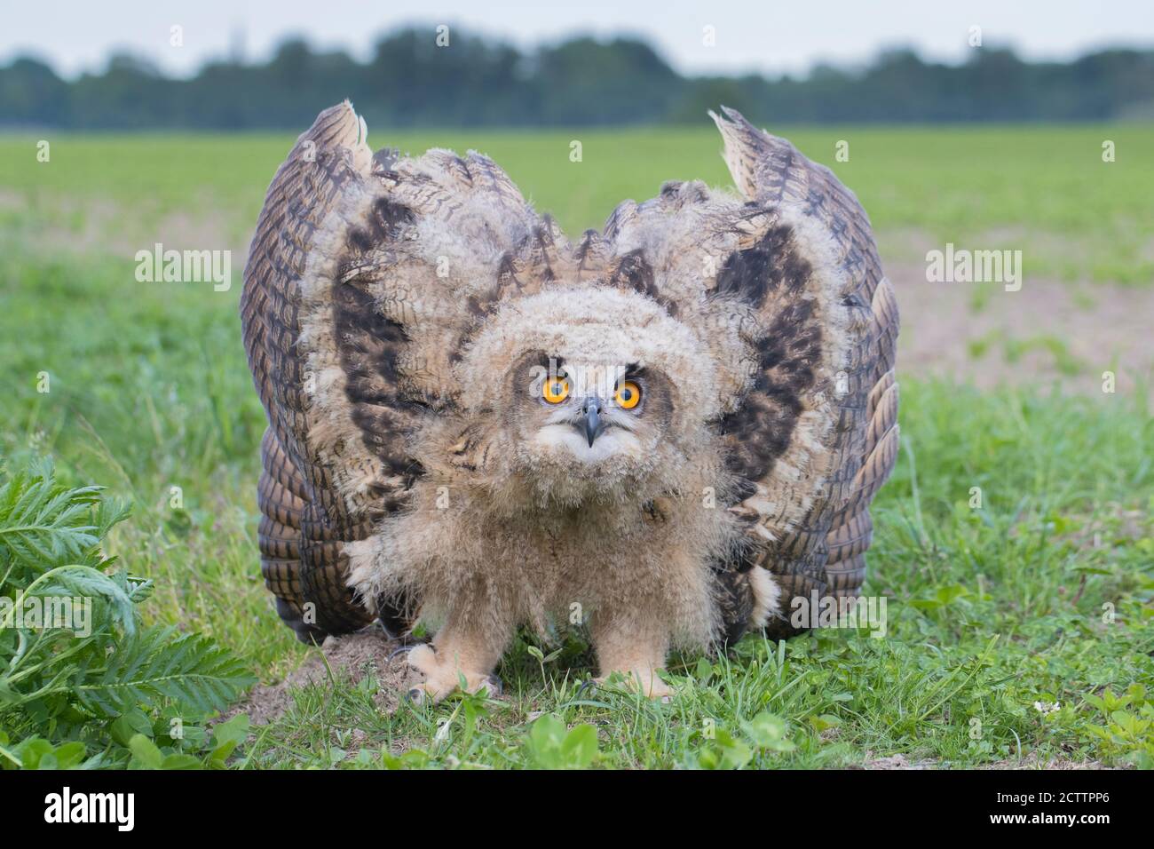 Eagle Owl (Bubo bubo). Young bird in defensive posture Stock Photo - Alamy
