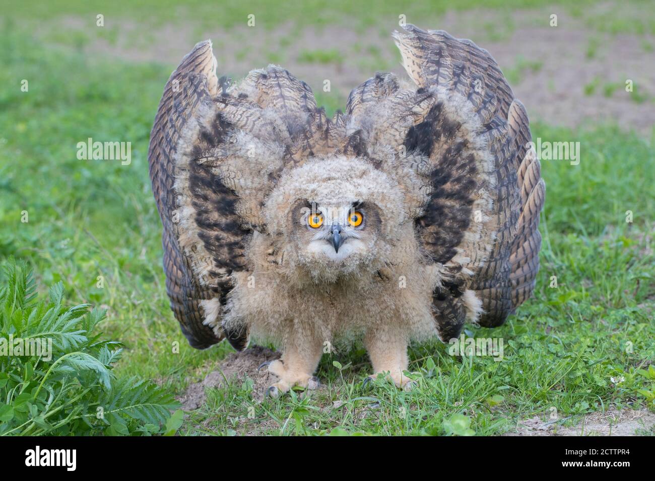 Defensive cute hi-res stock photography and images - Alamy