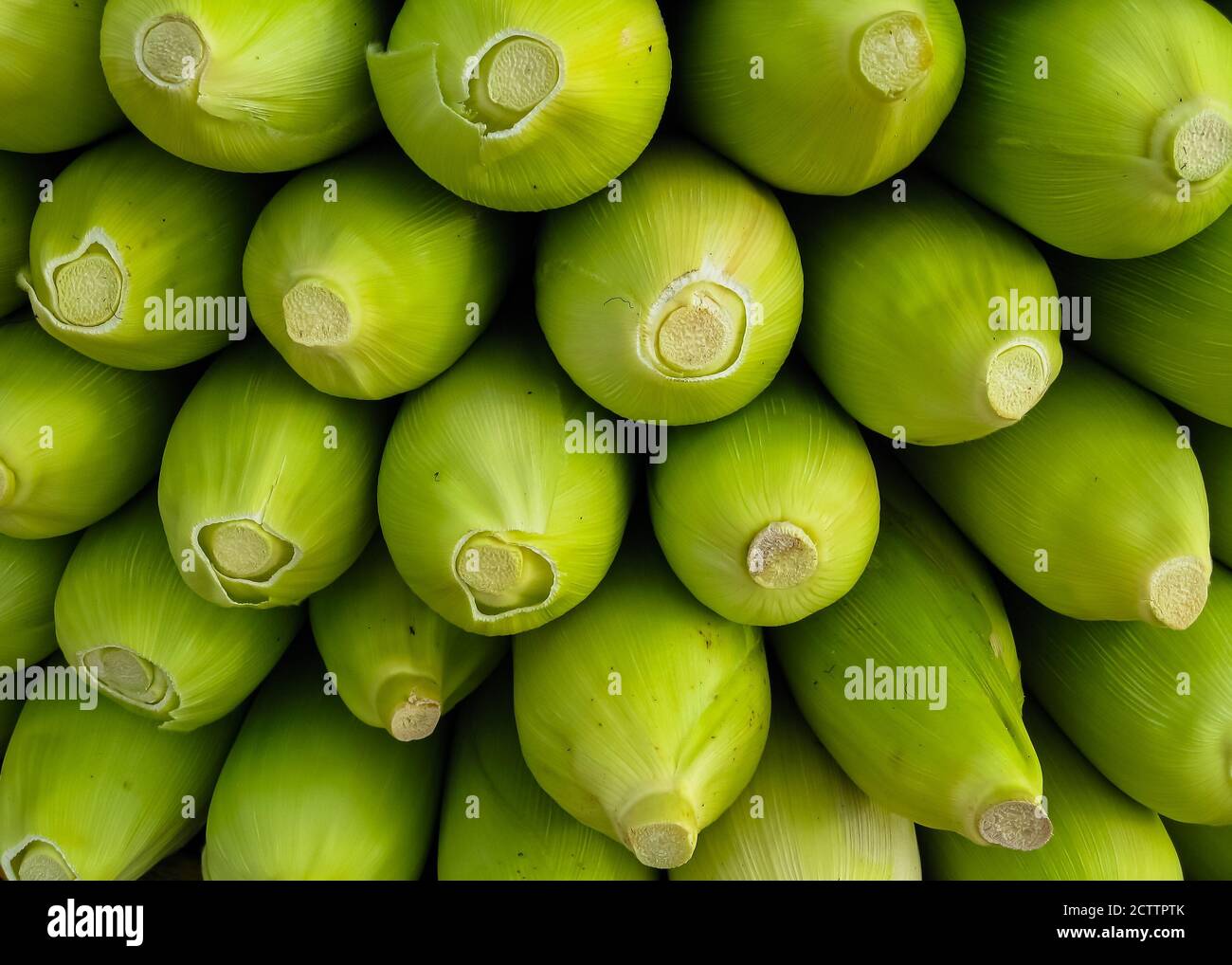 Raw sweet corn stacked on top of each other Stock Photo - Alamy