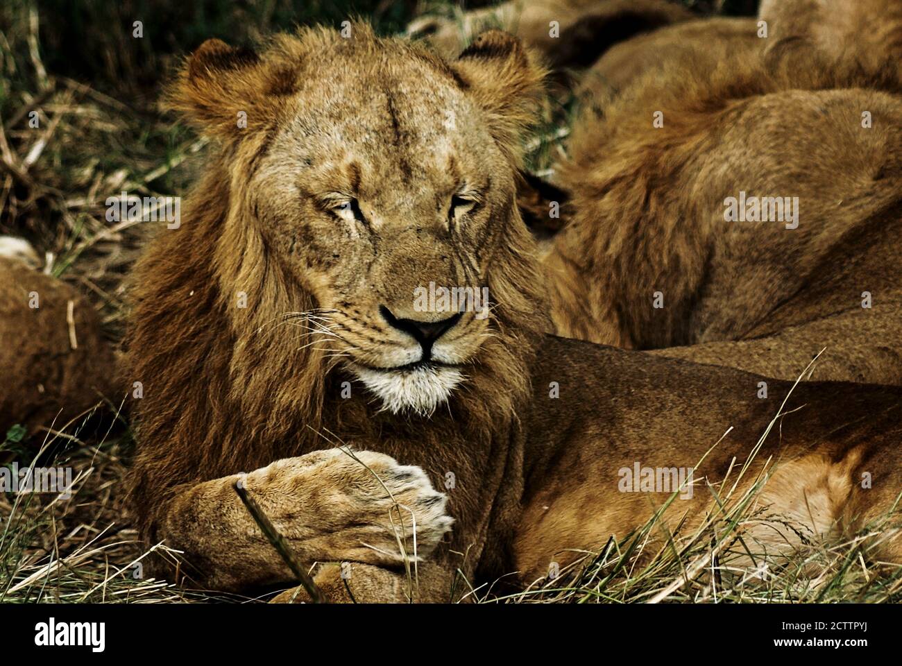 lion in natural enviroment, yawning and bing lazy enjoying the day ...