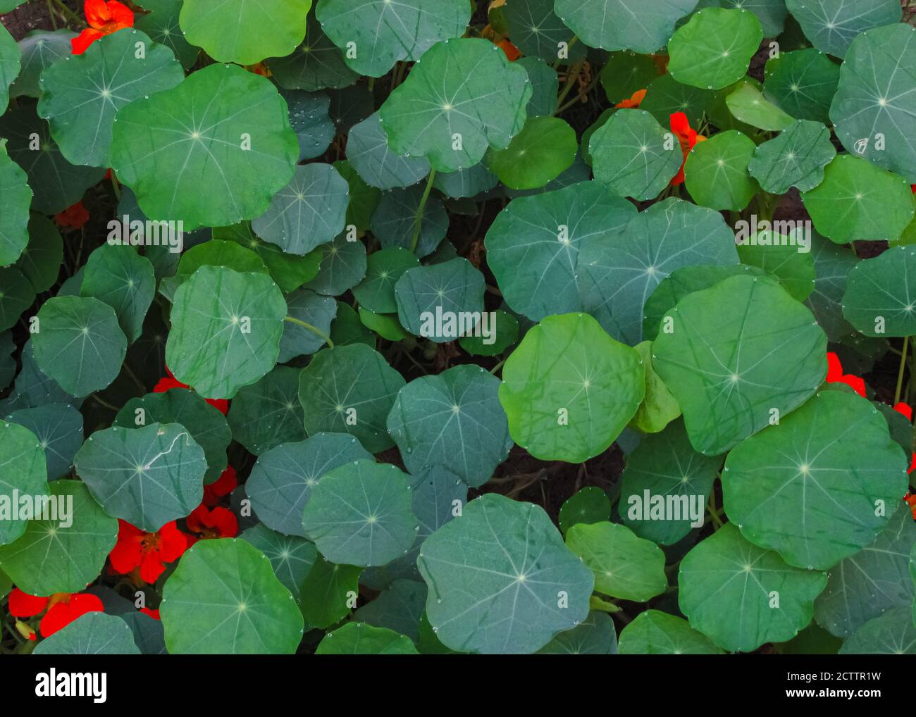 Green round leaves in a garden Stock Photo - Alamy