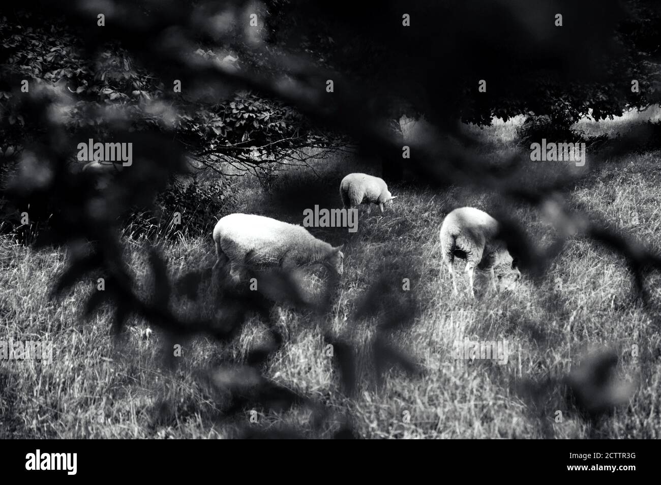 Grazing sheep seen through blurry rowan tree twigs. Norfolk, UK. Black ...