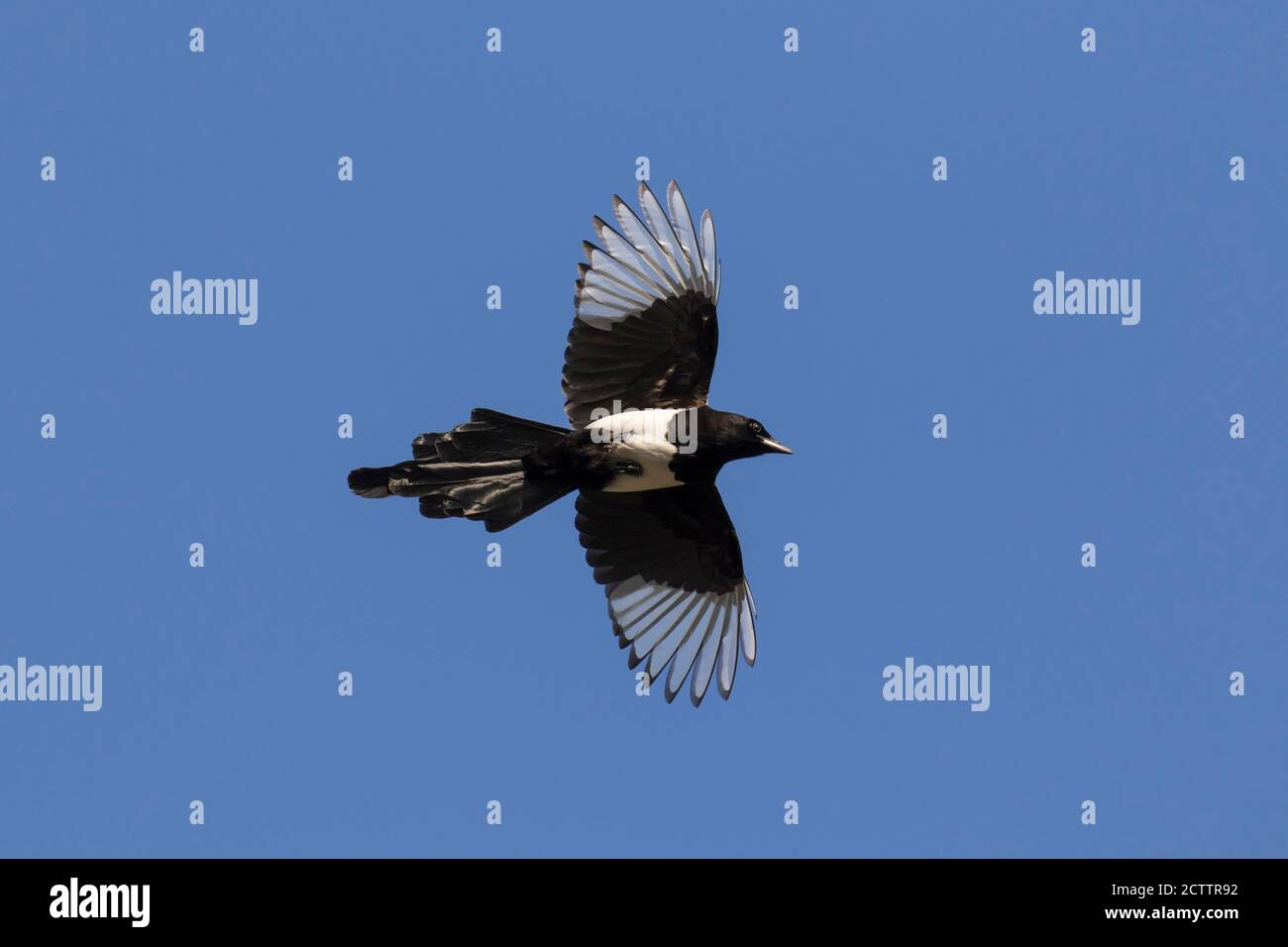 Magpie (Pica pica) in flight Stock Photo - Alamy