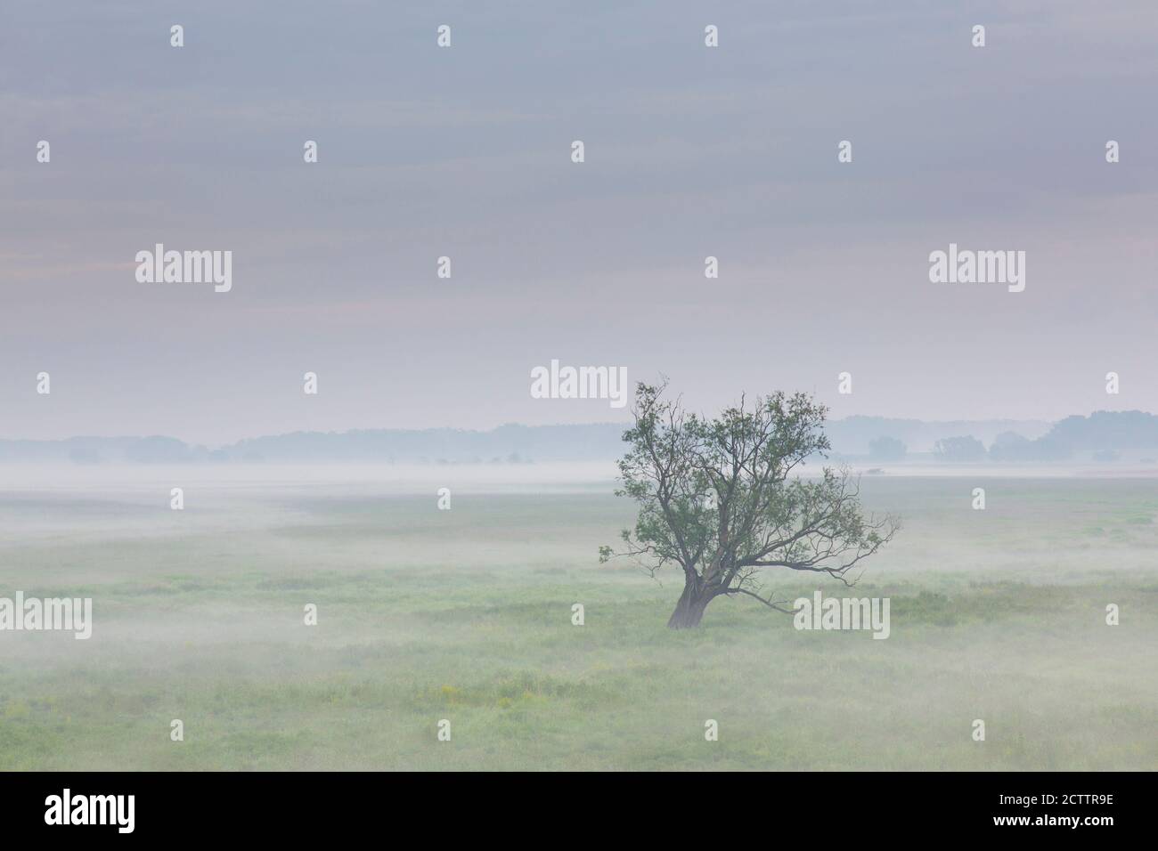 Morning at river Elbe at UNESCO Biosphere Reserve River Landscape Elbe ...