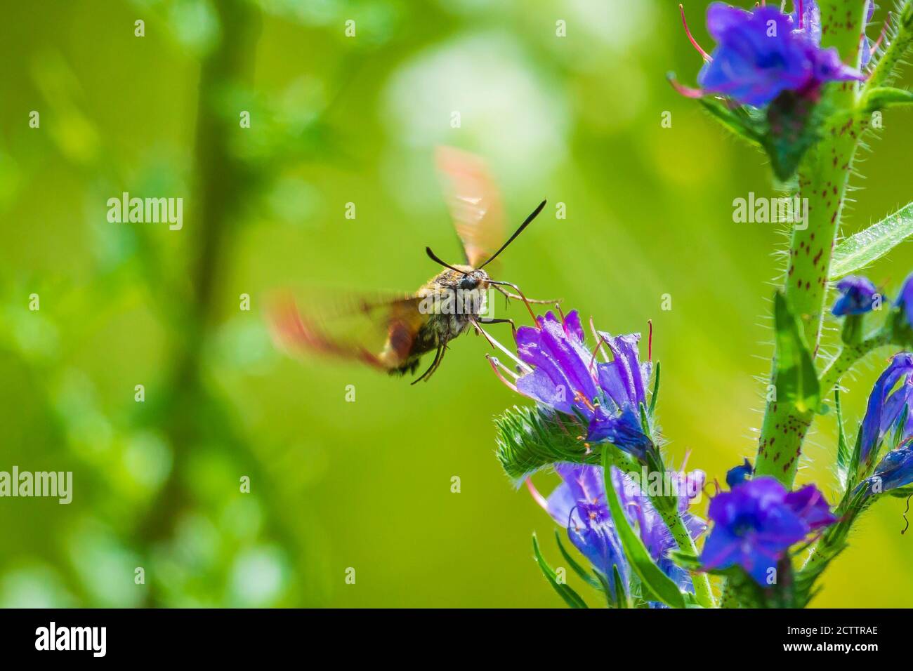 Hawk moth hummingbird hi-res stock photography and images - Alamy