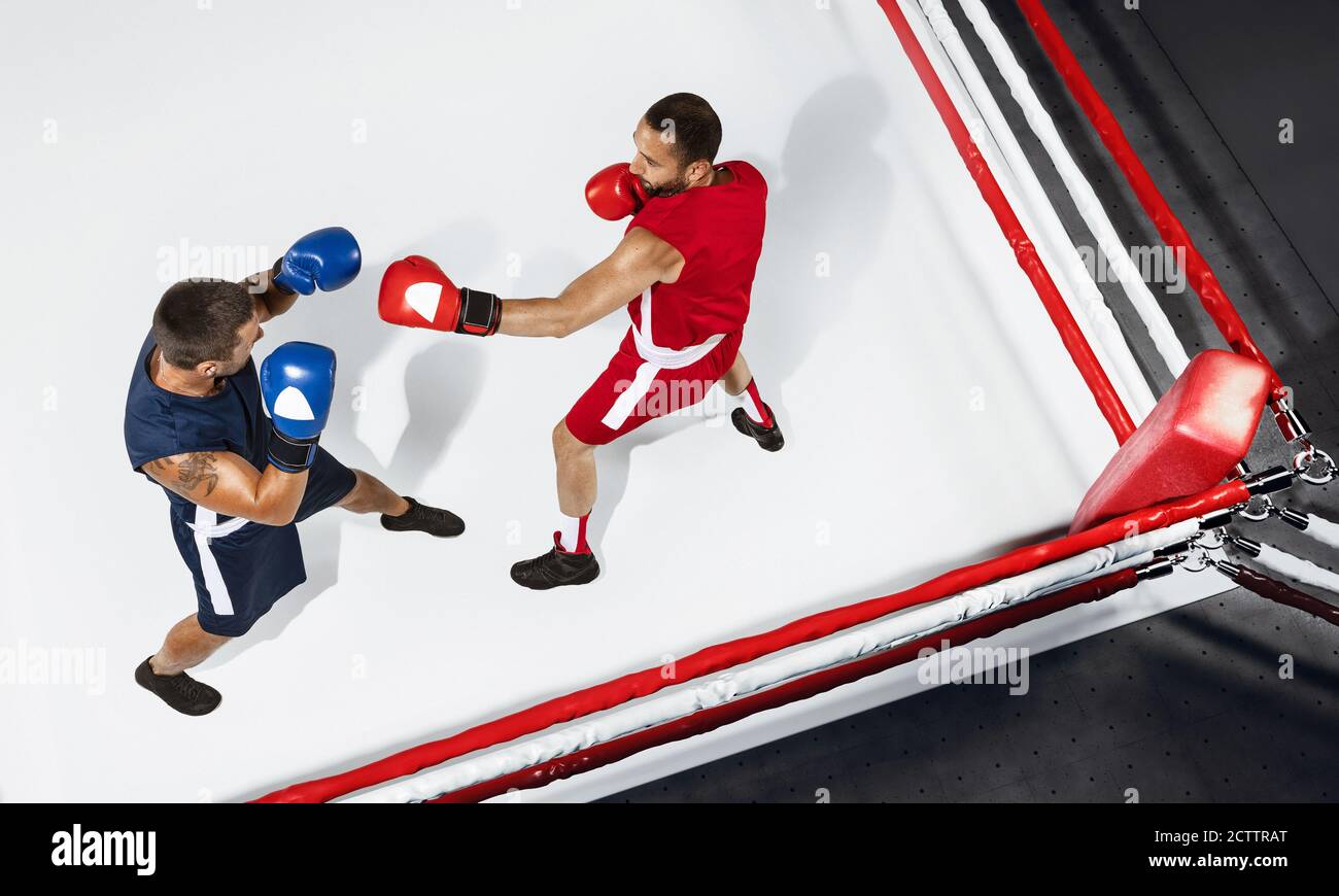 Fight. Two professional boxers boxing on white background on the ring ...